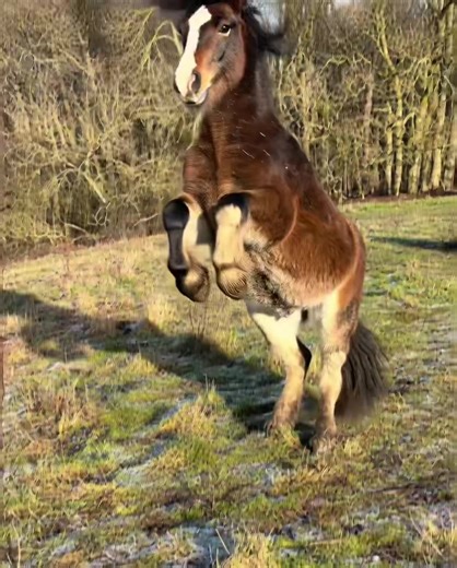 Dancing Horse In The Field Under A Disco Ball