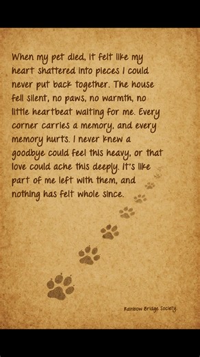 246K views · 7.9K reactions | ❤️❤️ -------------- #rainbowbridge | #petslover | #pets | #cat | #dog | #fypシ | #fypviralシ | Rainbow Bridge Society | Facebook