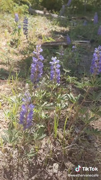 Exploring the Beauty of Colorado's Rocky Mountains