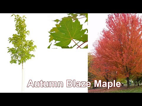 Autumn Blaze Maple