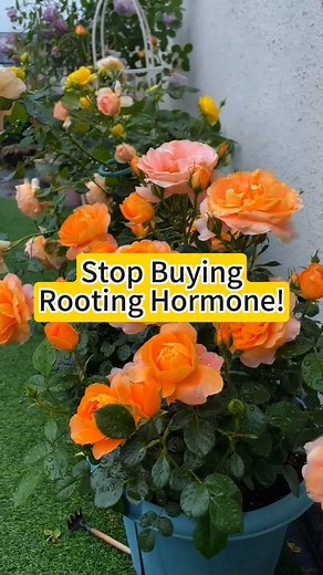 Stop buying rooting hormone! #plant #garden #flower #flowers #roots | Learn Gardening