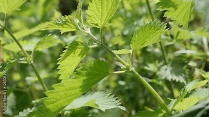 Wild common nettle plant leaves natural background slow tilt 4K 2160p 30fps UltraHD footage - Urtica dioica stinging nettle healthy plant in nature 4K 3840X2160 UHD tilting video