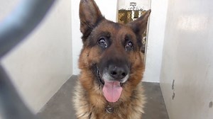 8K views · 356 reactions | ADOPTED - moved to SAFE Album on 05/26...