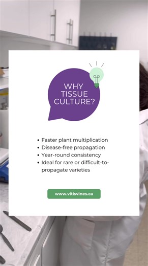 IT’S BACK! Tissue Culture 101 Workshop by Vitis Vines Inc. Ever wondered how plants are cloned in a lab? Join us for our Home-Scale Tissue Culture Masterclass. A full-day, hands-on workshop held Saturday, November 29 at the VITIS Vines Inc. lab in Centreville, NS. You’ll step inside a real working tissue culture lab and learn how to: 🧫 Prepare and pour your own media 🌱 Work aseptically under a laminar flow hood 🌿 Multiply and grow plants in sterile culture 🏡 Apply these same techniques at ho