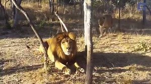 2K reactions · 2.1K shares | Just when you thought lions don't fool around in their spare time and... BOO!! :D How cute is this though? Video Cred #CatersClip | South African National Parks | Facebook