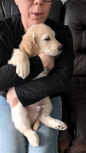 ✨ Daily Snuggle Tax ✨ Time to pay up, Mr. Blue 💙! 💛💚💜💙🖤❤️🩷🧡 Every pup is required to pay their daily snuggle tax. No exceptions. Enforcement is strict 😤 but very gentle! 😅 These cuddle sessions aren’t just adorable, they help puppies grow into confident dogs who seek out affection and feel comfortable with human touch. It also means vets and groomers get a calm, cooperative puppy who already knows the routine is no big deal. By introducing positive touch early on the head, muzzle, ears