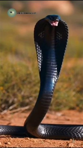 Mongoose vs Black Cobra — One Counterattack Ends It Instantly