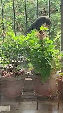 Clever Crow #nestingseason #nest #nestingbird #crow #clever #nesting #nestingbirds #nature