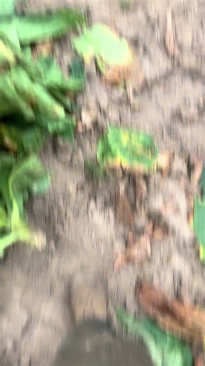 Exploring Kutu Ma Kutu: Original Phonk Track Insights