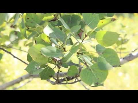 Plants To Know: Quaking Aspen