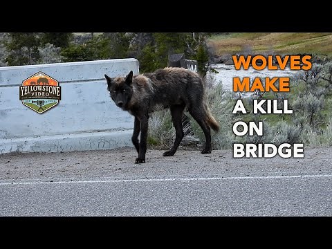WOLVES MAKE A KILL ON BRIDGE - Wolves - Yellowstone National Park - YellowstoneVideo.com