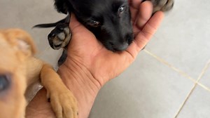 Little Jane, the blind kitten and the new black puppy rescued by the municipal police ❤️ They all have a lot of fun together 🥳 🇬🇷 Η μικρή Τζέιν, το τυφλό γατάκι και το νέο μαύρο κουτάβι που διασώθηκαν από τη δημοτική αστυνομία ❤️ Διασκεδάζουν όλοι μαζί πολύ 🥳 Every small donation is very important.How to donate , πως να κάνετε δωρεα 1) https://takisshelter.org/donate ( credit card ) 2 ) https://www.patreon.com/takisshelter 3) Bank account Name : stegi prostasias adespoton zoon IBAN : GR43 01