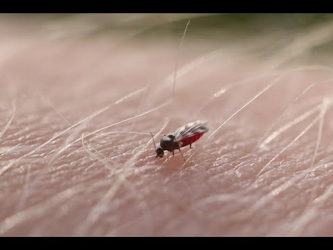 Biting Midges in Australia by Dr. Glenn Bellis