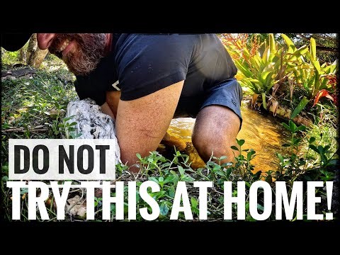 Impossible to find Snapping Turtle!