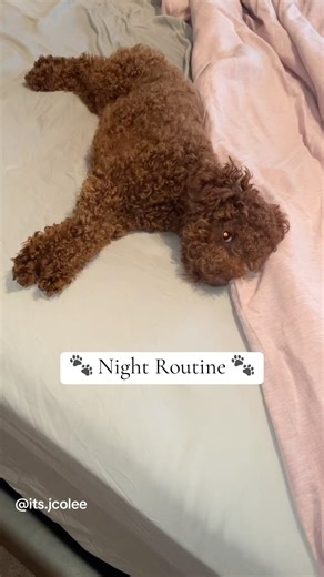 Doggy Night Routine ft. Benji Ru! 🐾🥩💤🤍 TikTok:its.jcolee YouTube:jamayaalexis #dogmom #explorereels #dogsofinstagram #doglover #asmr #satisfying | Ja'Maya Coleman
