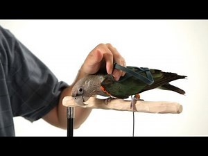 Get Parrot Comfortable with a Harness | Parrot Training