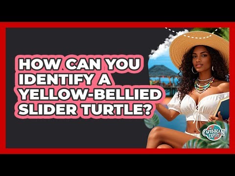 How Can You Identify A Yellow-bellied Slider Turtle?