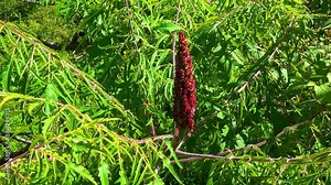 These bright red heads of the Sumac are all over the bush.