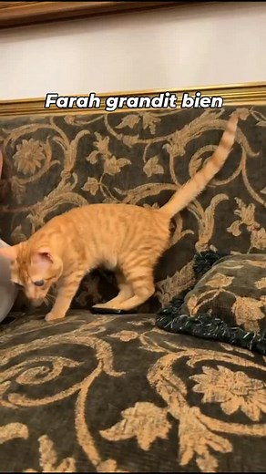 Les virus font des ravages dans les rues du Liban. Nous portons secours à des chats dont l'un des yeux ou les deux yeux sont atteints par une infection grave. Les vetos essaient toujours de sauver au moins un œil. Mais parfois c'est impossible et l'énucléation est inévitable. #chatroux #chaton #chataveugle #protectionanimale #sauvetage #adoption #adopteznachetezpas #liban #adoptionresponsable #rescue | Elias Beyrouth