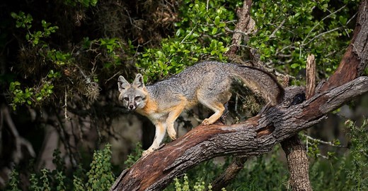 What Do Gray Foxes Eat?