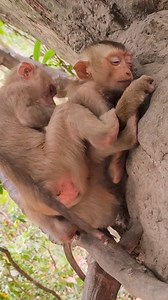 1.9M views · 6.6K reactions | #monkey #animals #monkeys #wildlife #nature #animal #monkeysofinstagram #photography #memes #wildlifephotography #zoo #love #art #naturephotography #funny #ape #primate #animalphotography #cute #meme #monkeylove #travel #photooftheday #monkeymemes #primates #monkeyseemonkeydo #dankmemes #animallovers #gorilla #monkeyface | Cute baby Monkey | Facebook