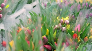 Spring different color tulips floral bunch. Concept International Women's Day, March 8. 8th march. Spring background. Tulip, colorful tulips bouquet. Present for March 8. Holiday decor with flowers.