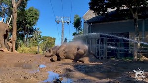 1.2M views · 10K reactions | Sun's out! Pak Boon's out! ☀️ We couldn't think of a better way to spend a glorious spring day than with an elephant mud bath  Thanks, keeper Lex for capturing this incredible moment. #forthewild #tarongatv | Taronga Zoo Sydney | Facebook