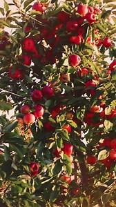  Hey KC, check off your Fall bucket list at Fun Farm Pumpkin Patch while you still can! 殺 Don't miss our final weekend for the perfect Fall experience! ⏰ We're open Now - Sun! ️ Discounted tickets online  Fun Farm Pumpkin Patch | Kearney, MO  Pumpkin patch, attractions, delicious Fall treats, photo ops & MORE Fall family fun! | Fun Farm Pumpkin Patch | Facebook