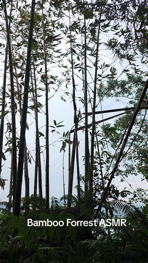 #asmrvideo #bamboo #forrest #nature #taiwan