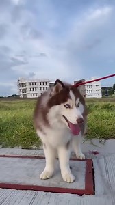 677K views · 10K reactions | Ano nman arte yan Leon?  Nag walk out si Kuya  | Husky Pack TV | Facebook