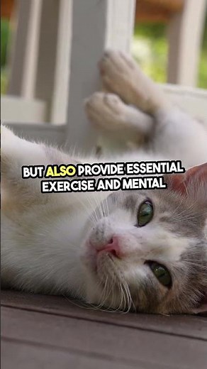 Cat Window Perch – How Safe and Fun Is It? #CatPerch