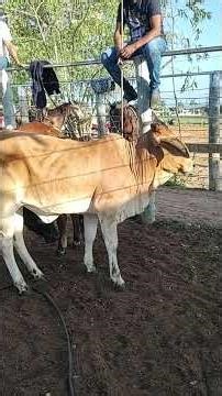 Cattle Fair in Cipó, Bahia
