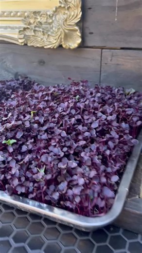 13 reactions | Remember how we talked about the insane nutrient...