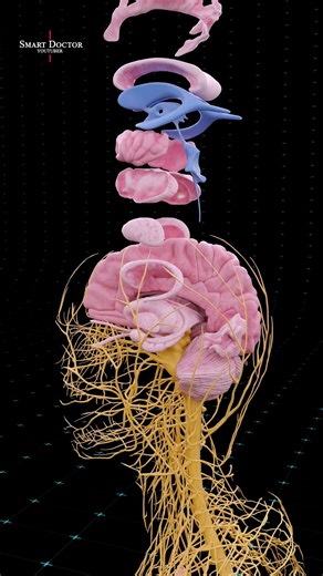 Smart Doctor on Instagram‎: "The Hidden Network That Runs Your Body 🧠⚡ . . . Your brain is the most complex structure in the universe — a vast network of over 86 billion neurons sending electrical signals at speeds up to 430 km/h ⚡. Through the spinal cord and peripheral nerves, it controls every heartbeat, breath, and movement you make. This 3D medical visualization reveals the breathtaking design of the human nervous system, the real power grid of life itself. . . #brainanatomy #brain #malean