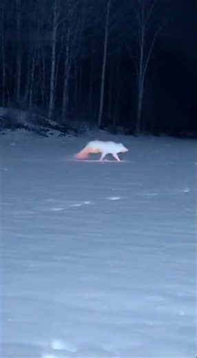 Infrared Hunt in the Cold