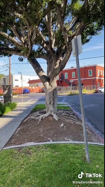 Proper Maintenance Tips for Ficus Trees Near Sidewalks
