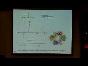 35. Enzyme catalysis