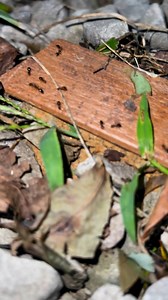 2.5K views · 454 reactions | Been so bored I just watched a bunch of ants fight it out 藍藍 I am now taking bets! 藍藍 yes I had to go to the truck to get WiFi to even post this! Gotta find amusement somehow 路‍♀️ | Kisha Royse | Facebook