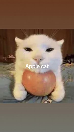 Apple cat #applecat #apple #cat #meme