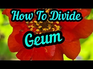 How to divide Geum