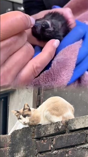 Removing Botfly Larva Safely | Step-by-Step Treatment Video #catlover #larva #viral