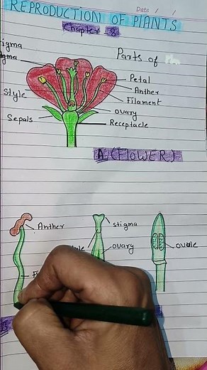 Parts of flower || reproduction of plants #quickdrawing #class 7 science diagram