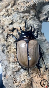5.9K views · 104 reactions | 5-Horned Beetle! Breeding Success! | Elytra | Facebook
