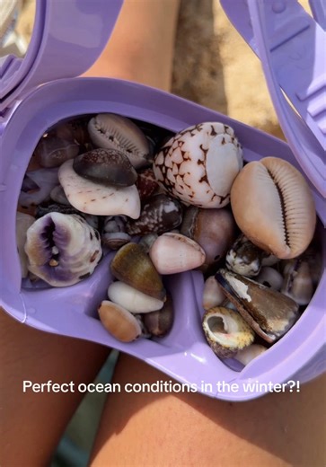 Discover Gorgeous Shells on Oahu's Beaches