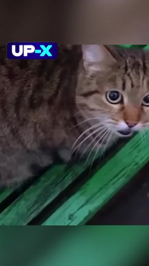 Null's clash3 (@nullclash3)’s videos with оригинальный звук - Null's clash3