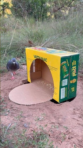 Awesome Quick Bird Trap Using Cardboard Box #youtubeshorts