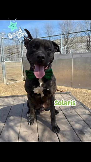 Solaris is one of my favorite dogs, he waits patiently every day for someone to play with him. He’s calm, friendly, playful, great on a leash, well behaved, a very smart and loving dog. | Alicia Carrillo