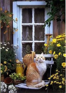 42K views · 1.1K reactions | Cats and dogs on windows... | The Storybook Of Pixels and Colors | Facebook