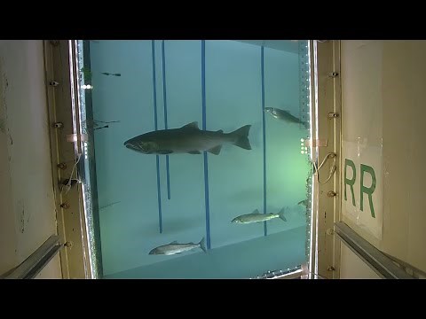 Rocky Reach Discovery Center: Live Fish Cam