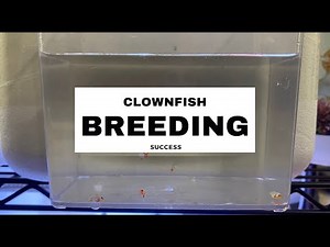 Clown Fish Breeding Success - My Experience